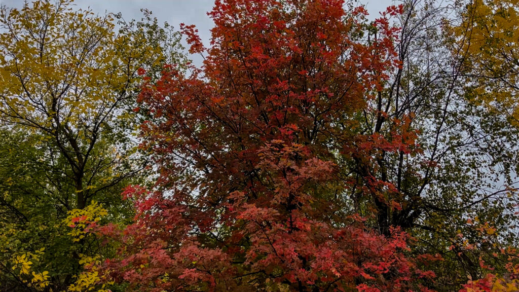 The Ultimate Guide to Fall Foliage and Colors in Eastern Idaho ...