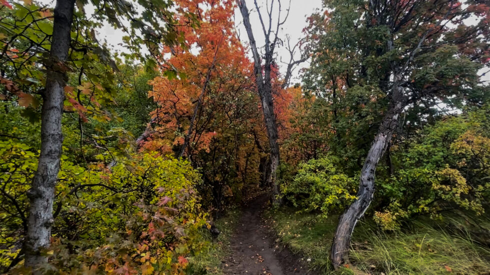 The Ultimate Guide to Fall Foliage and Colors in Eastern Idaho ...