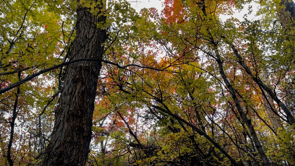 The Ultimate Guide to Fall Foliage and Colors in Eastern Idaho ...